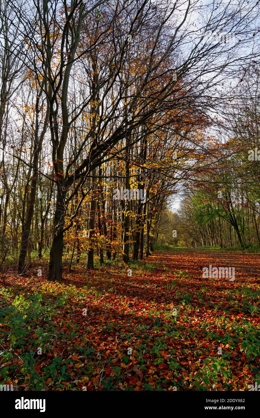 Woodland shadows cast by trees hi-res stock photography and images - Alamy