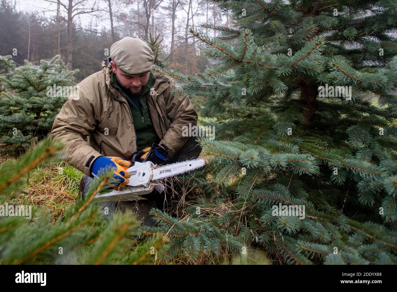 Foresters from Forestry of city Hradec Kralove cut Christmas trees for ...