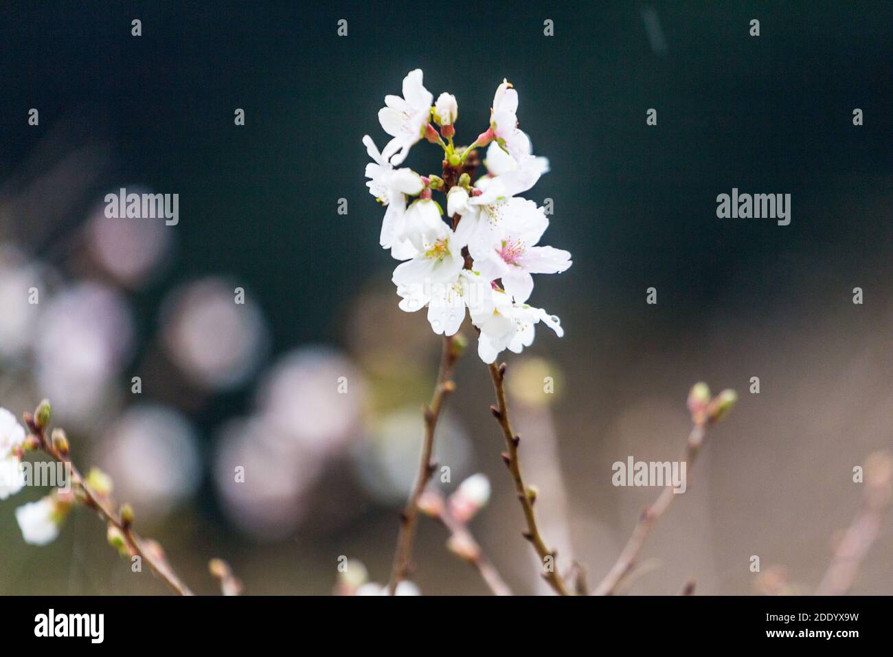 Japan cherry blossoms hi-res stock photography and images - Alamy