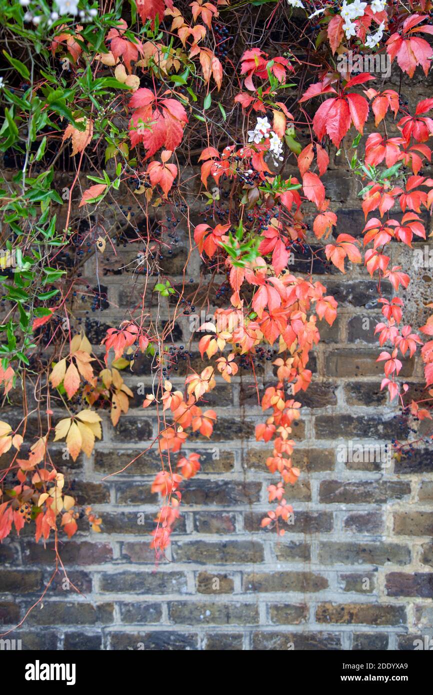 Red creeper hi-res stock photography and images - Alamy