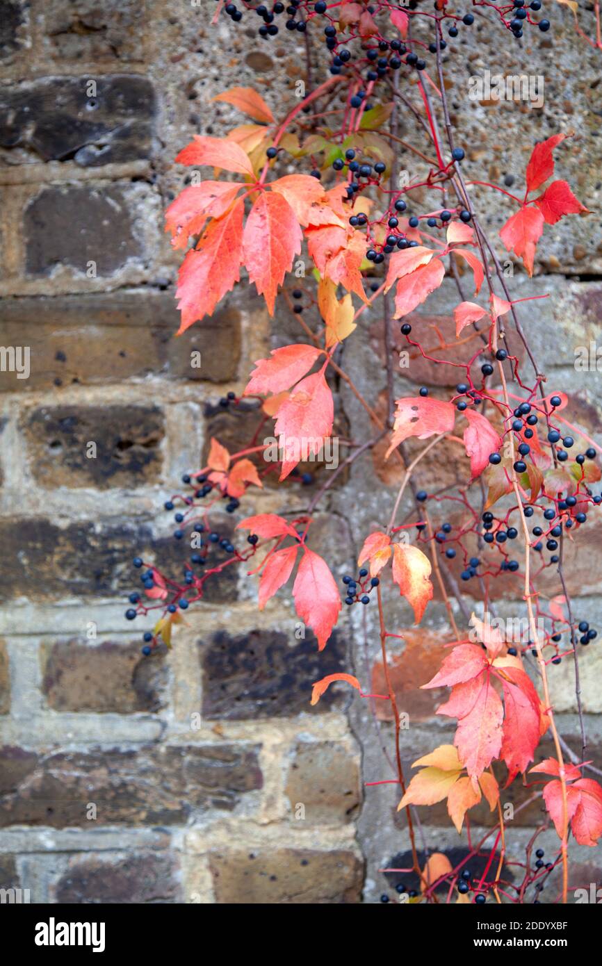 Red creeper hi-res stock photography and images - Alamy