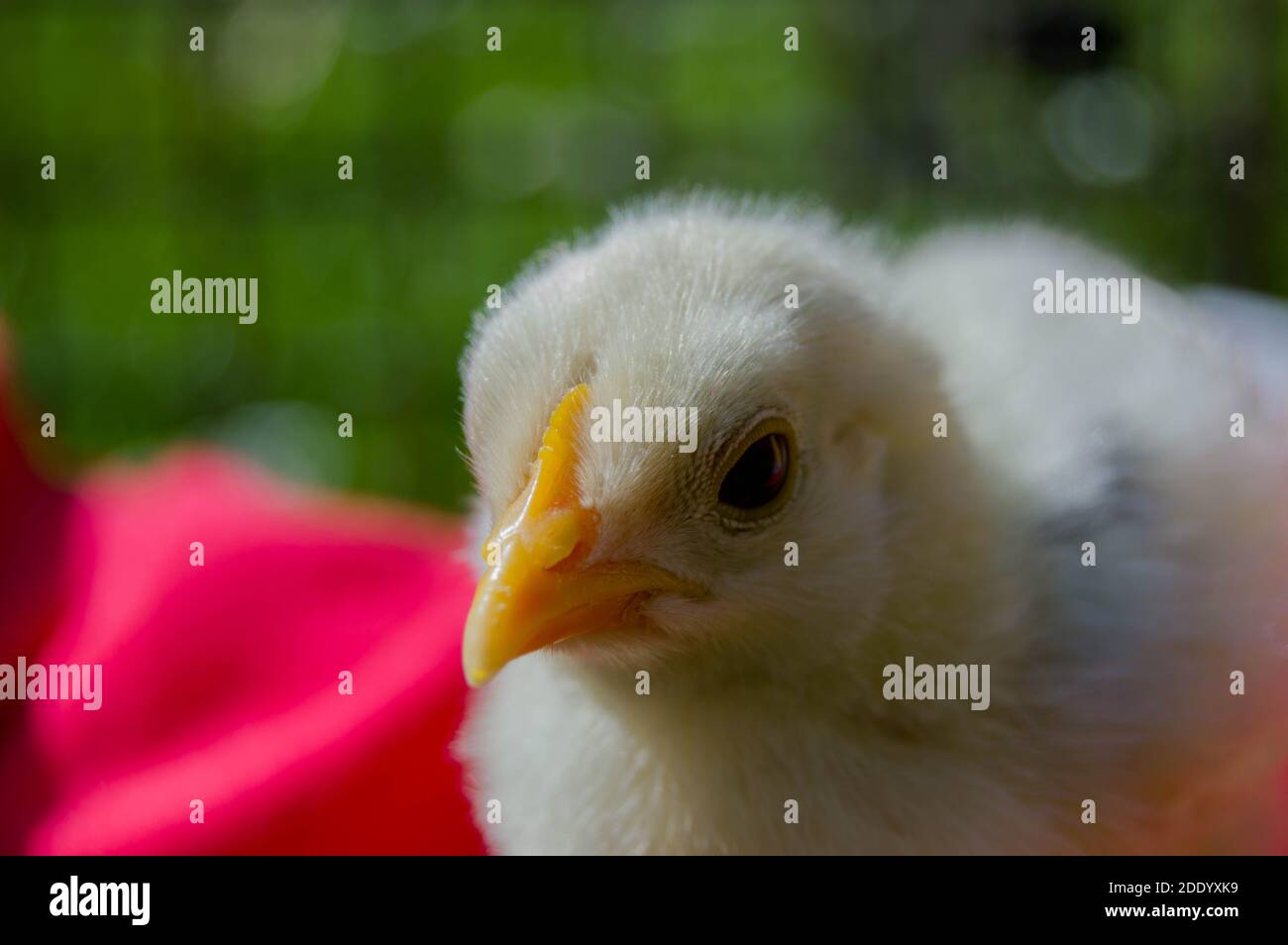 Spring chicken hi-res stock photography and images - Alamy