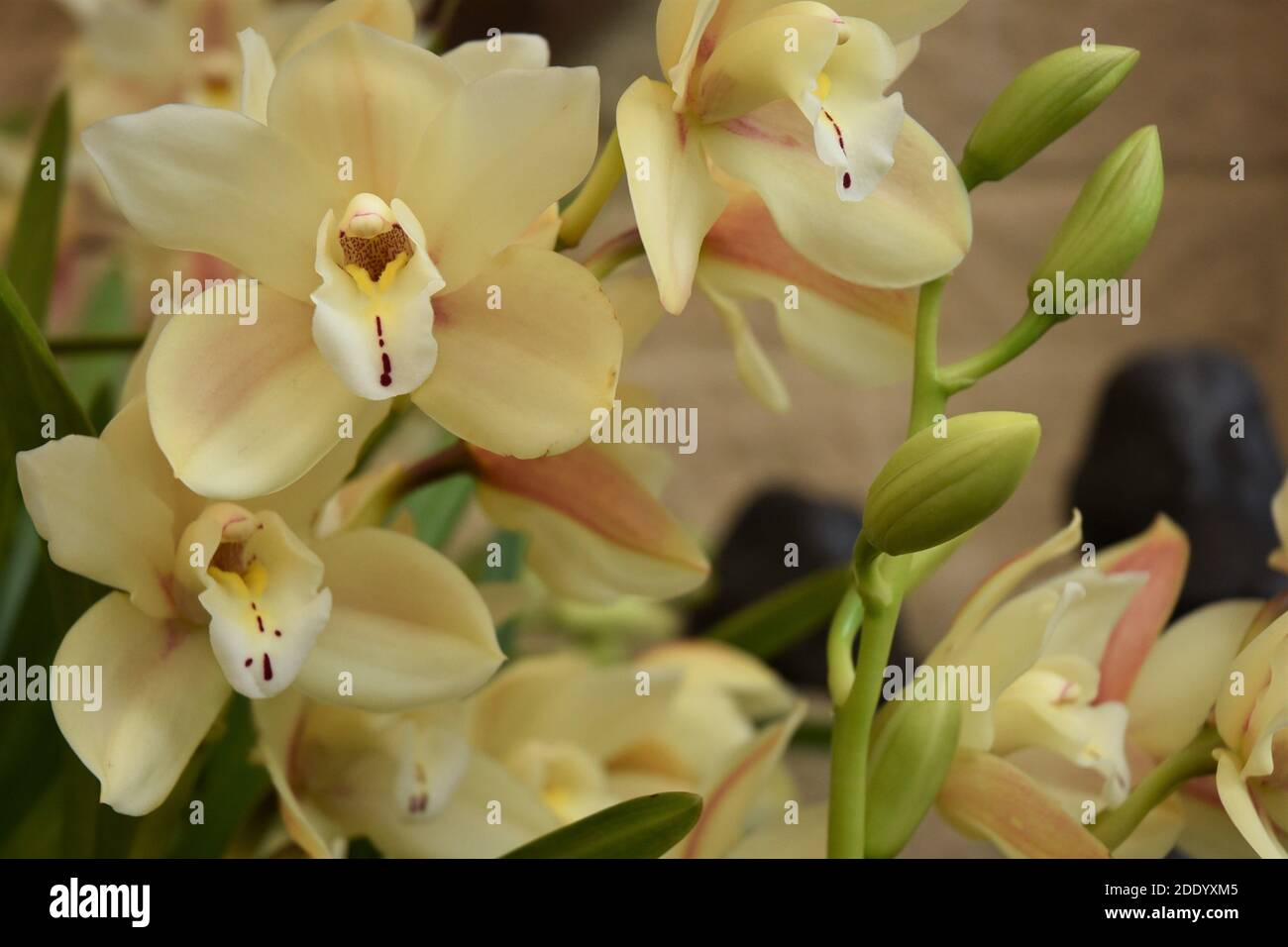 "Orchid", "Orchids in bloom", "Full bloom", "Flowering Orchid", Orchids ...