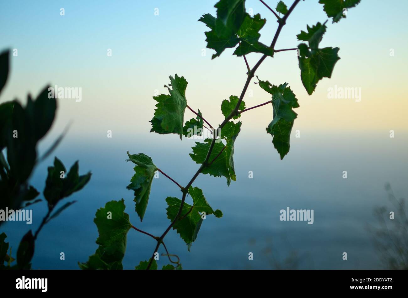 Grape tree branch Stock Photo - Alamy