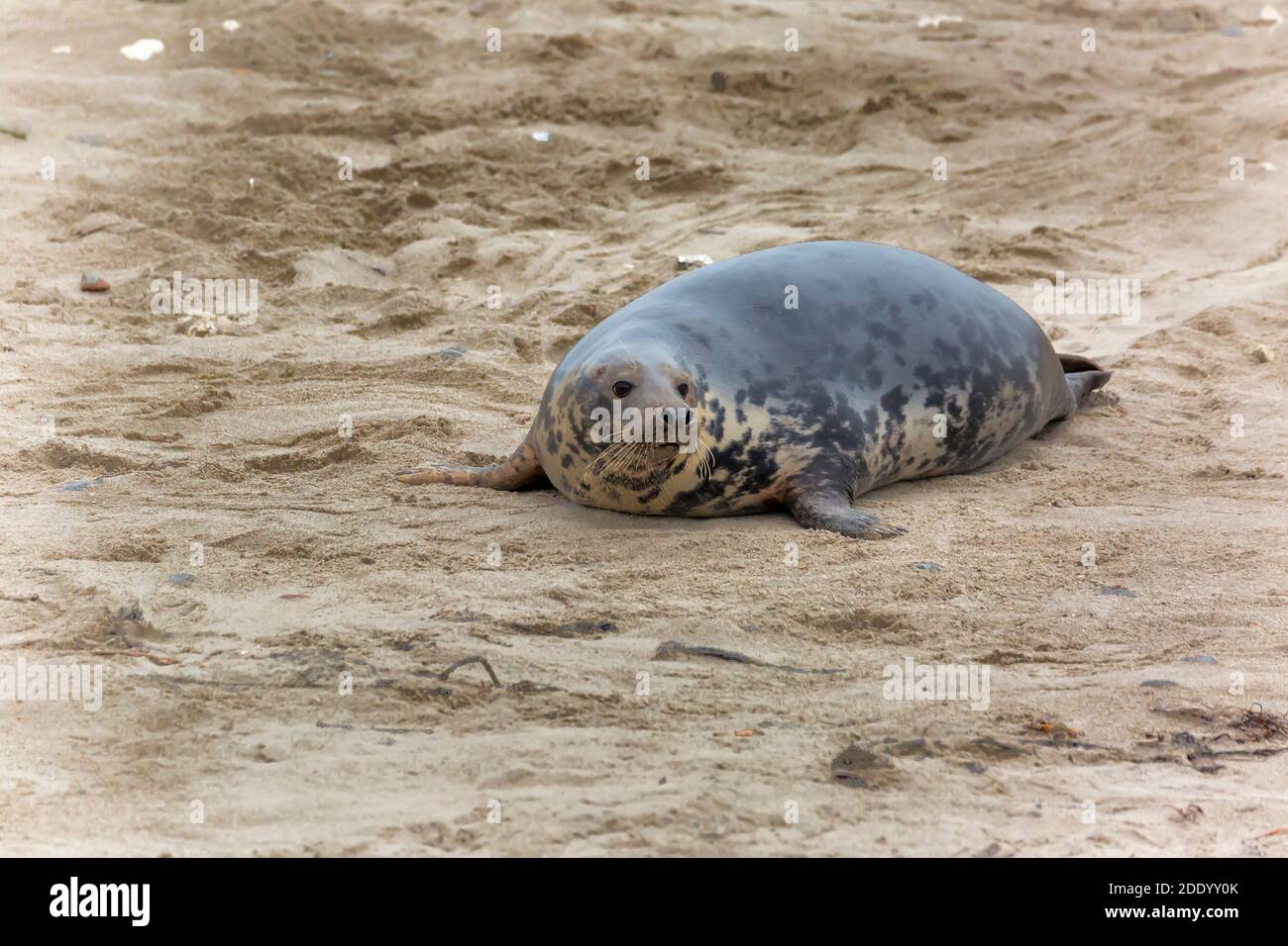 Seal looks hi-res stock photography and images - Alamy