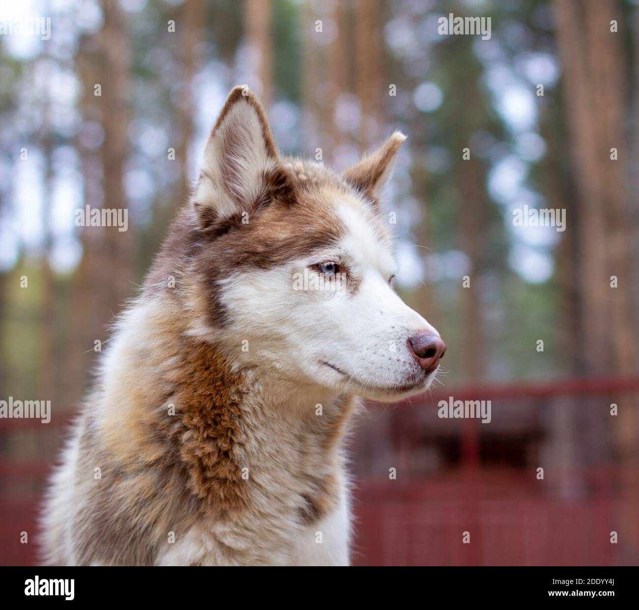 Portrait shot of a Siberian husky dog with blue eyes in nature. A brown ...