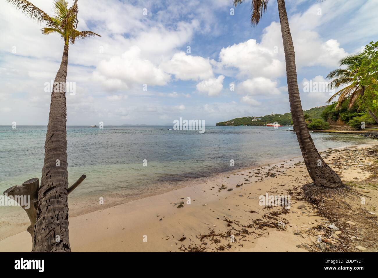 Saint Vincent and the Grenadines, Britannia bay beach, coconut palms ...