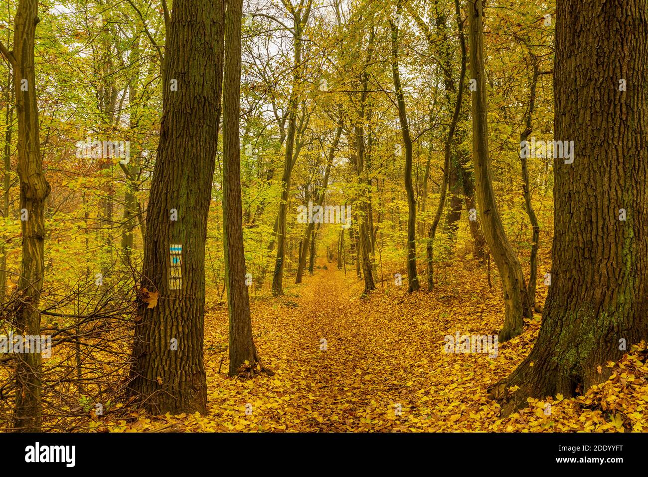 Straight hiking trail through the autumn beech forest Stock Photo - Alamy