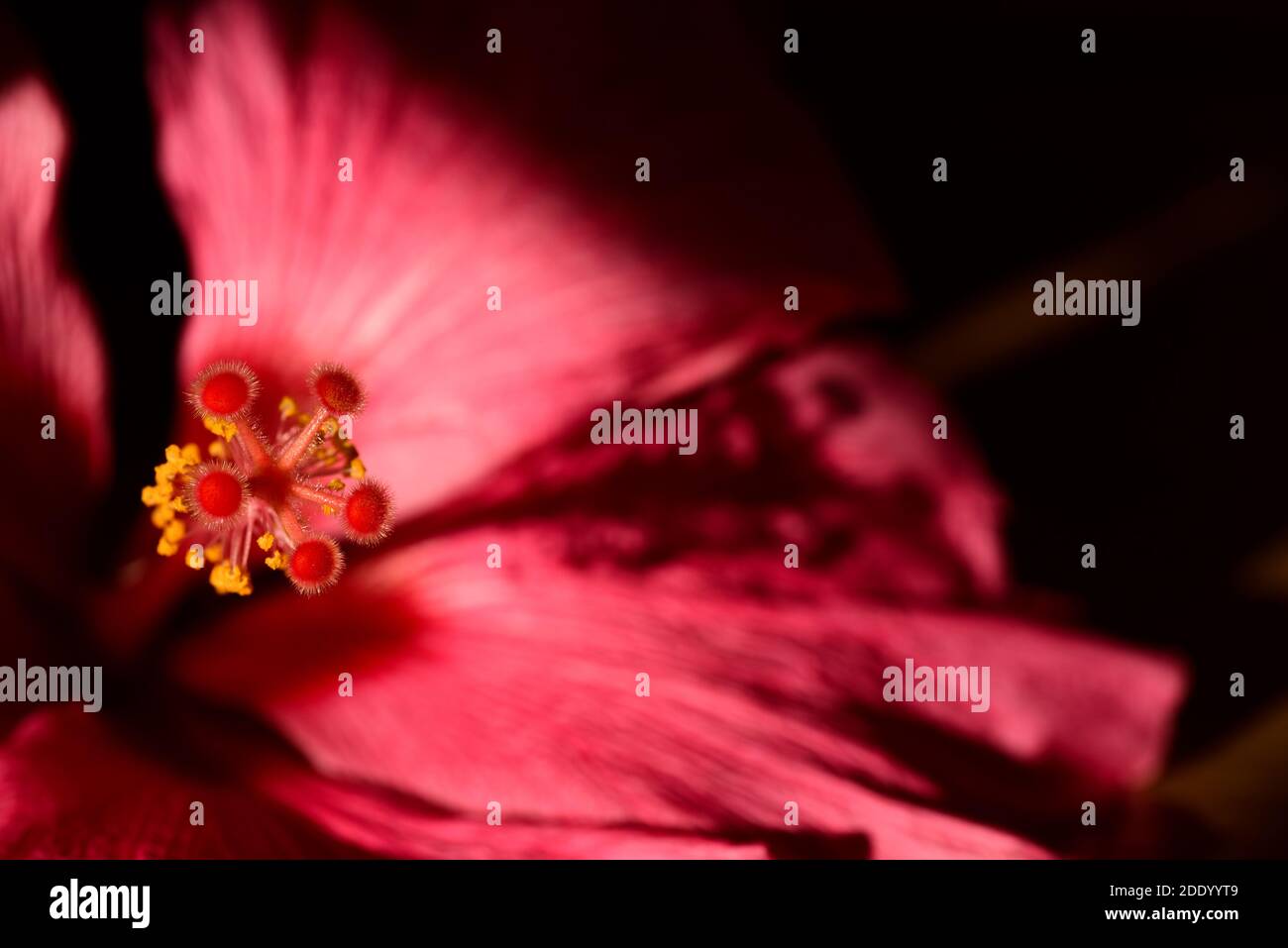 Prink flowers hi-res stock photography and images - Alamy
