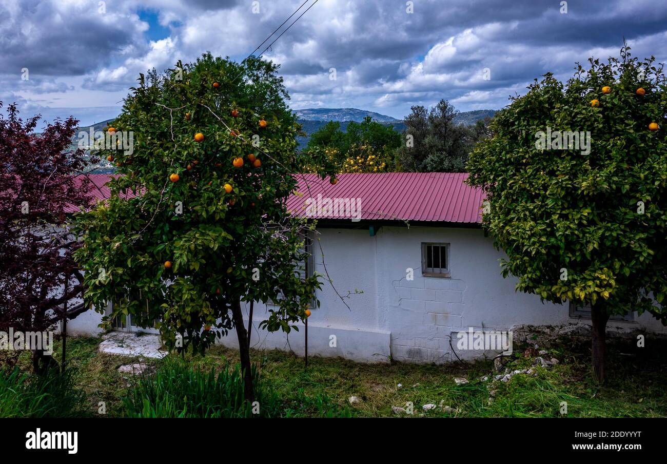 Citrus trees in a small village in the mountainous part of the island ...
