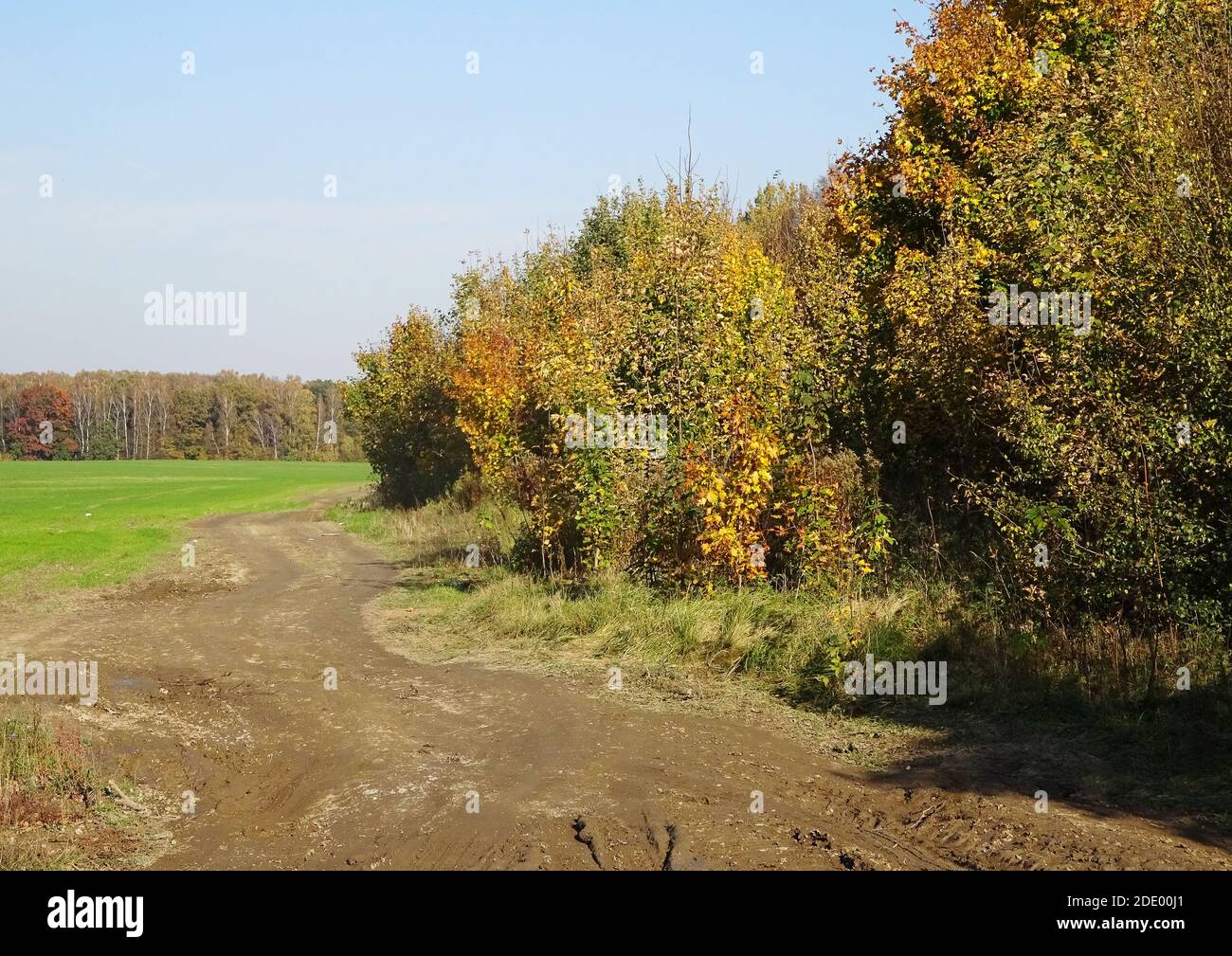 empty dirt road in the field on sunny summer day Stock Photo - Alamy