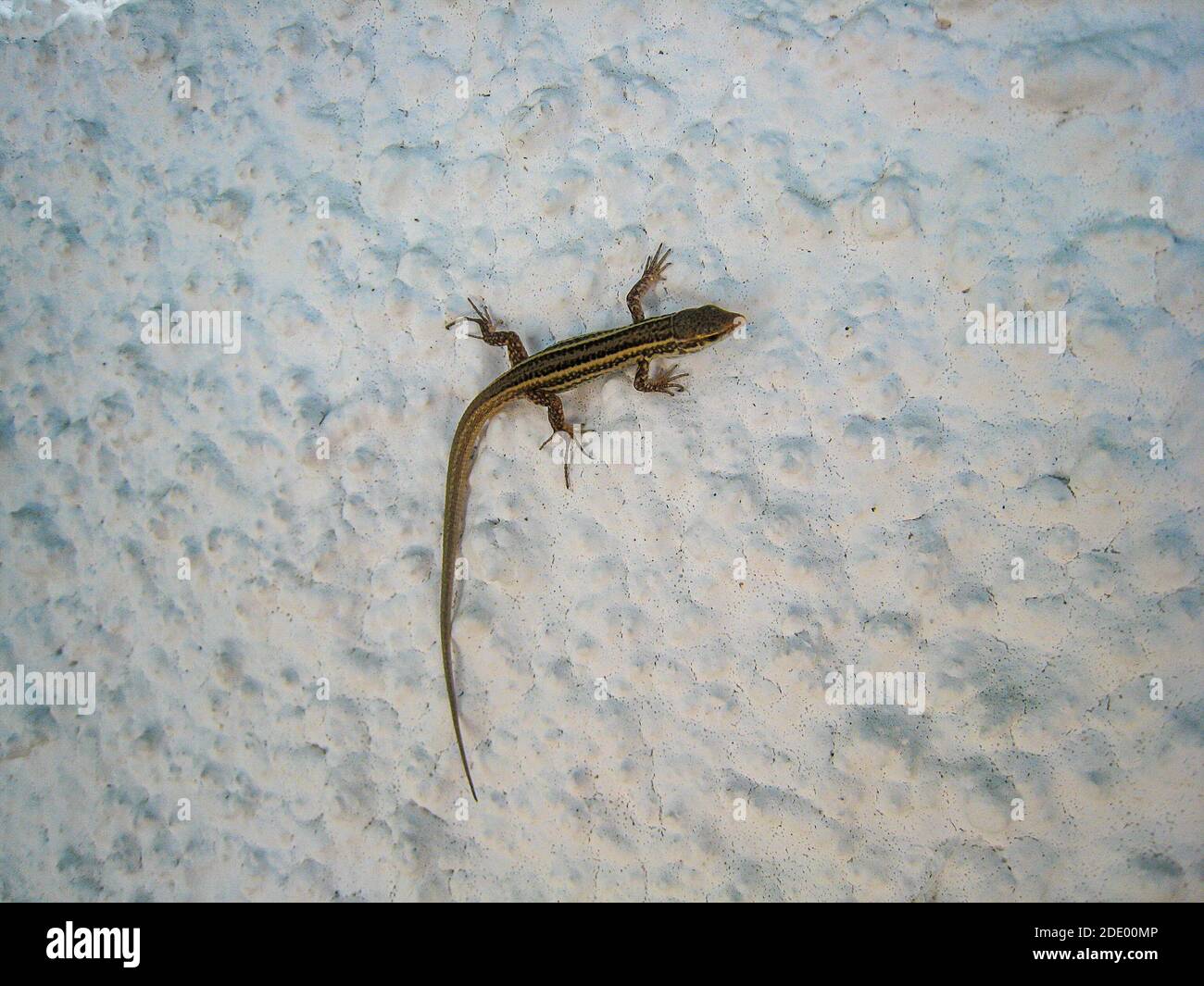 Lizard on the wall Stock Photo - Alamy
