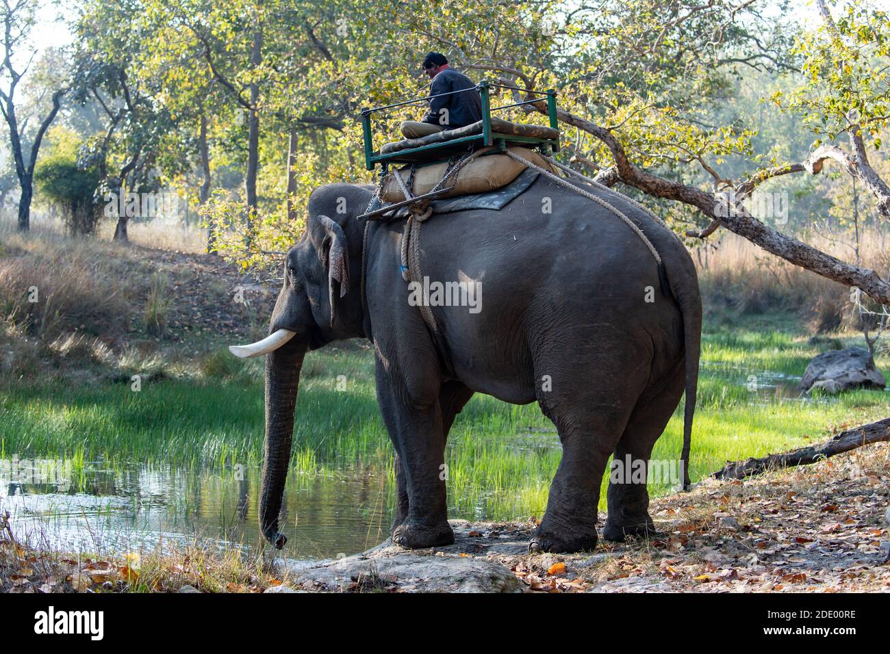 Asian elephant (Elephas maximus) work as a tiger patrol in India's ...