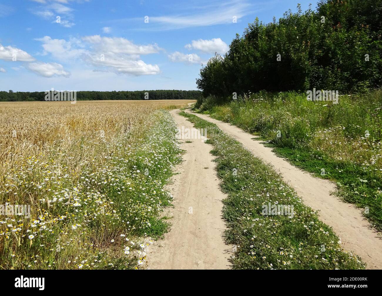empty dirt road in the field on sunny summer day Stock Photo - Alamy