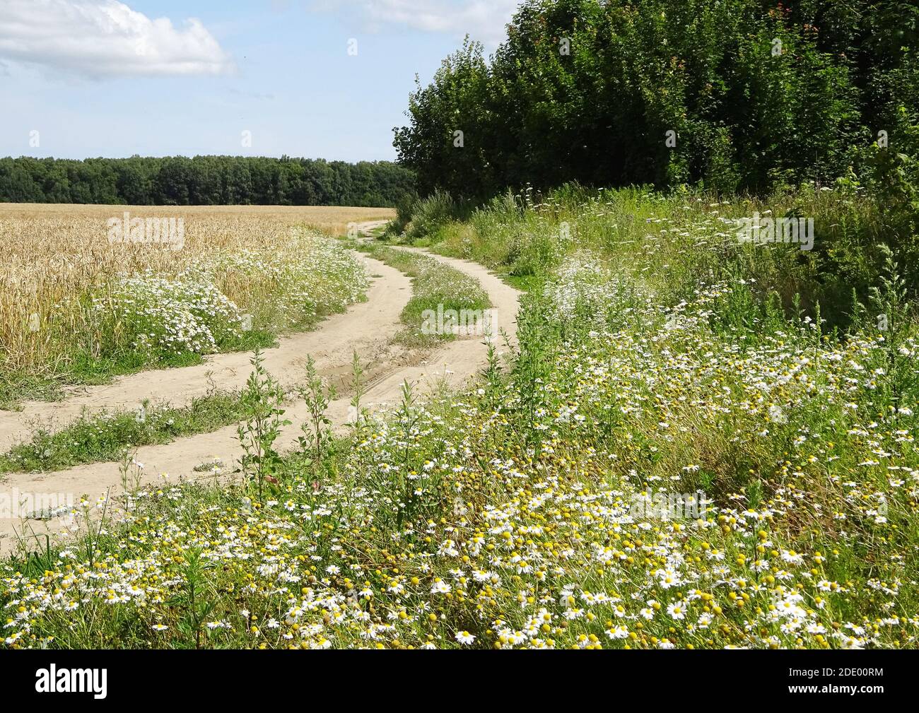 empty dirt road in the field on sunny summer day Stock Photo - Alamy