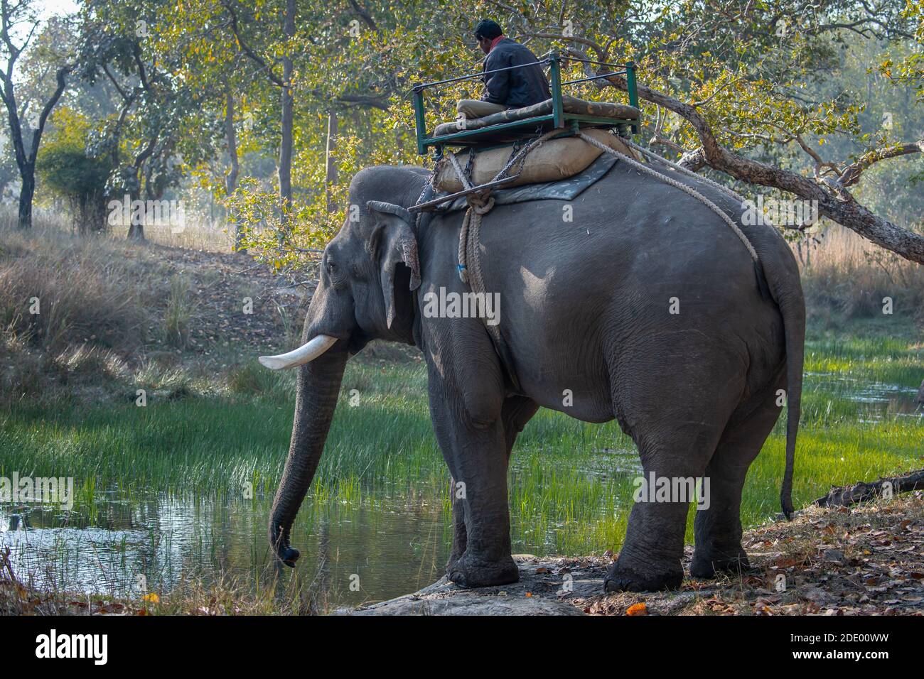 Asian elephant (Elephas maximus) work as a tiger patrol in India's ...