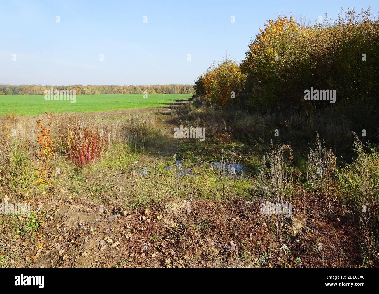 empty dirt road in the field on sunny summer day Stock Photo - Alamy