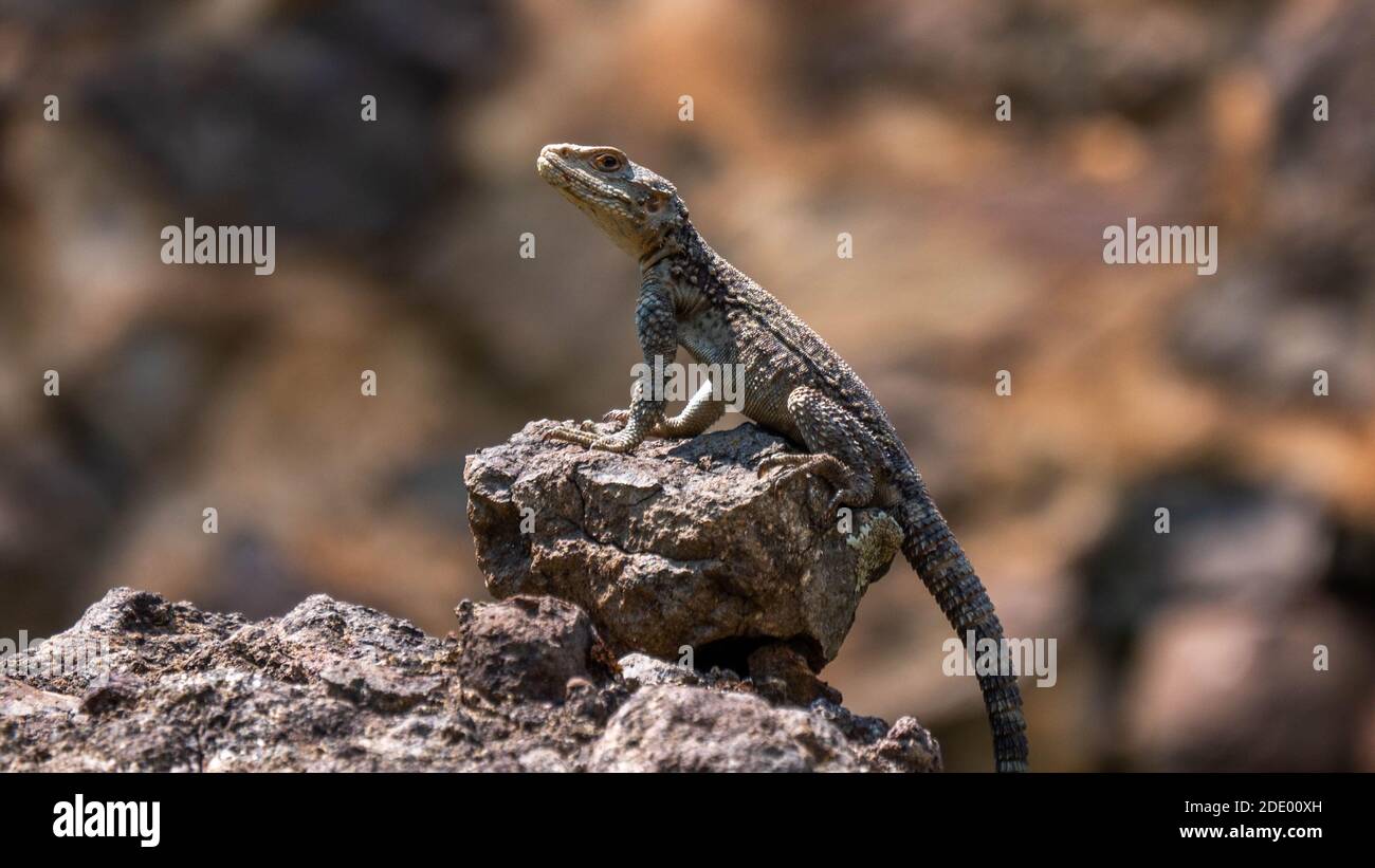 Mountain lizard sits on the stone Stock Photo - Alamy