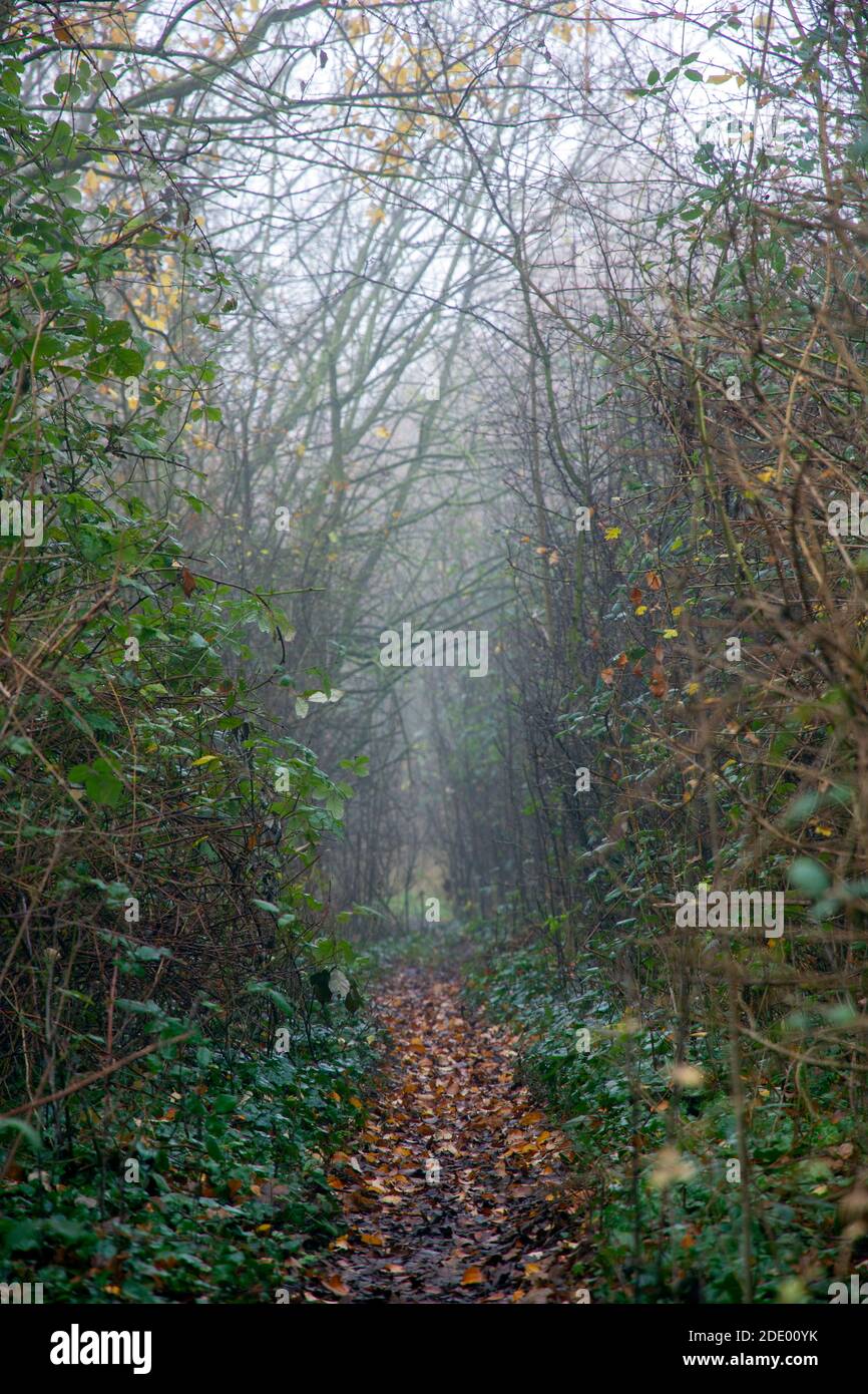 foggy forest path Stock Photo - Alamy
