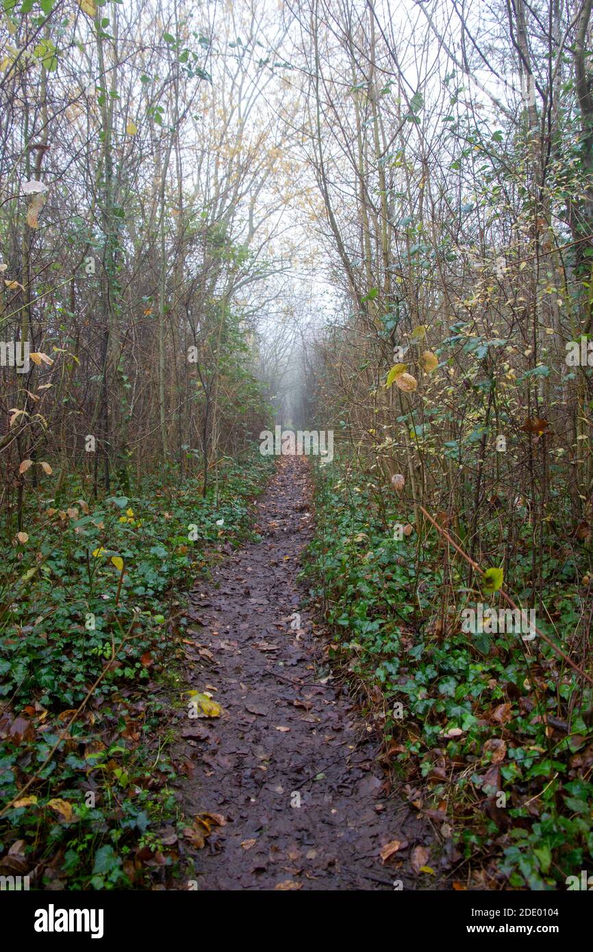 foggy forest path Stock Photo - Alamy