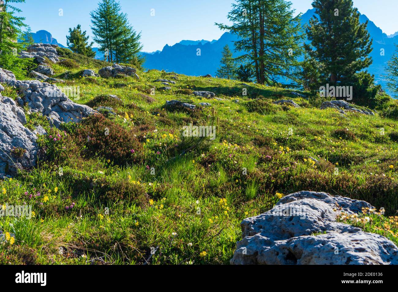 Alpine mountain flowers, blooming meadow with different herbs, Alps ...