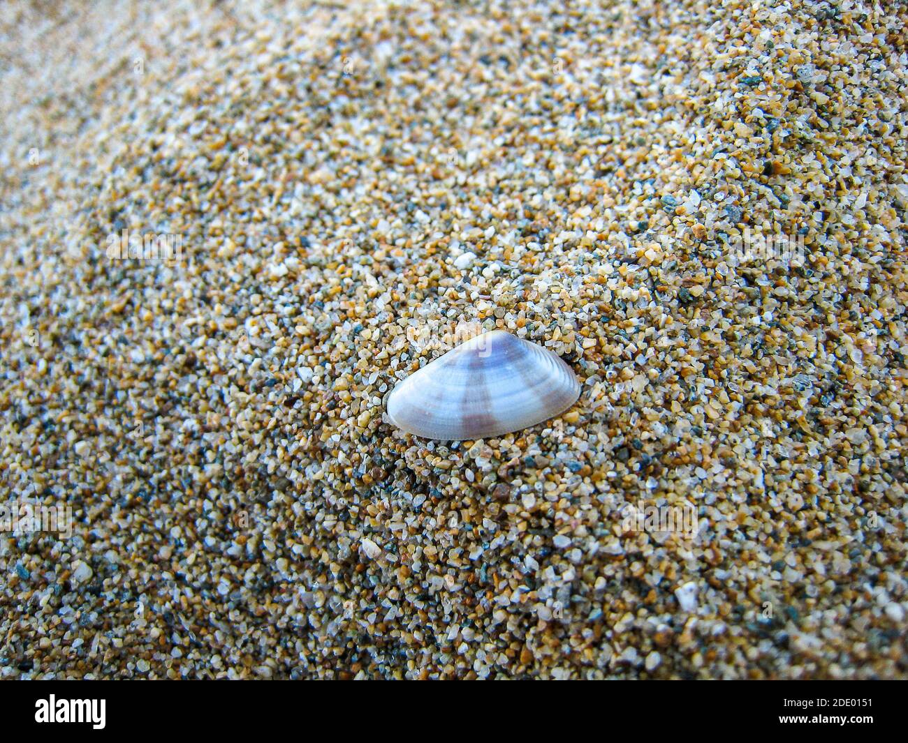 Seashell on the sand Stock Photo - Alamy