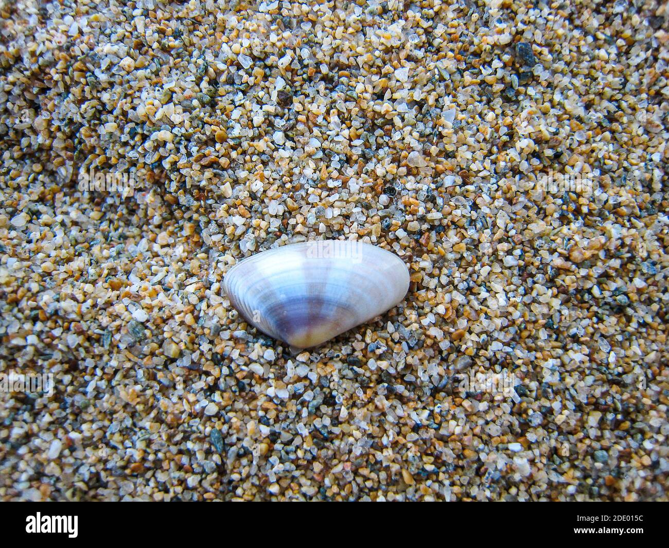 Seashell on the sand Stock Photo - Alamy