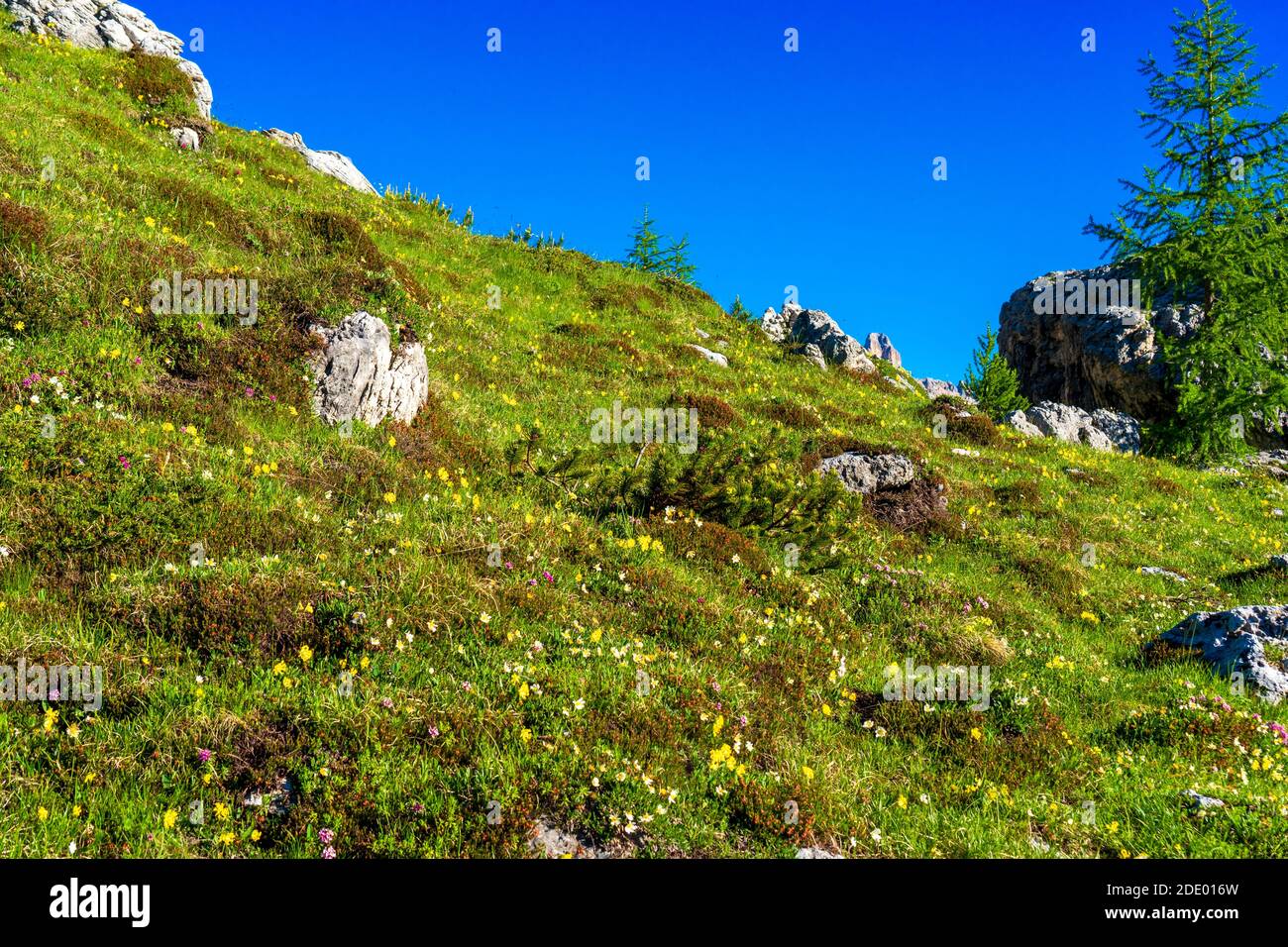 Alpine mountain flowers, blooming meadow with different herbs, Alps ...