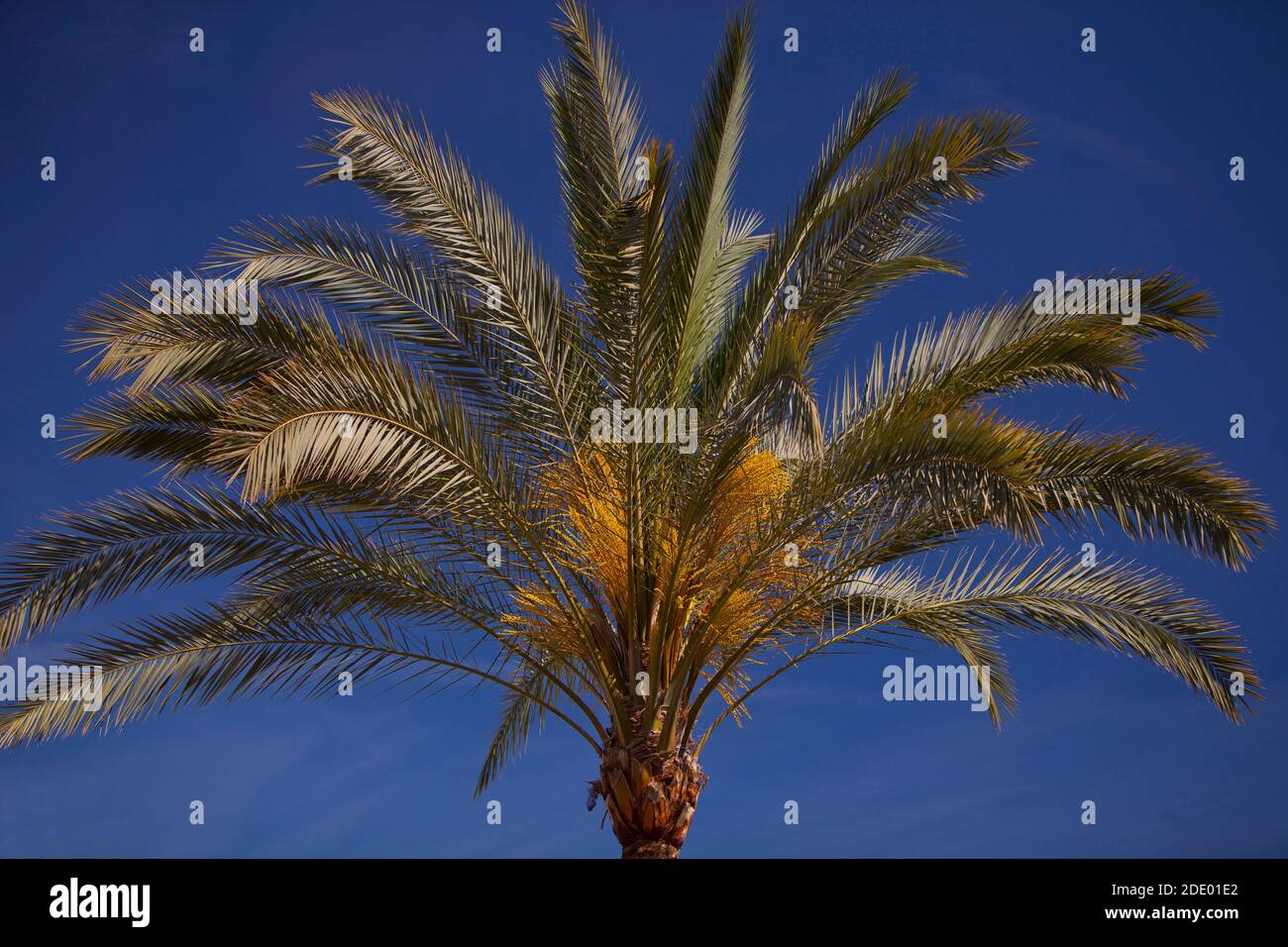 Mediterranean palm tree hi-res stock photography and images - Alamy