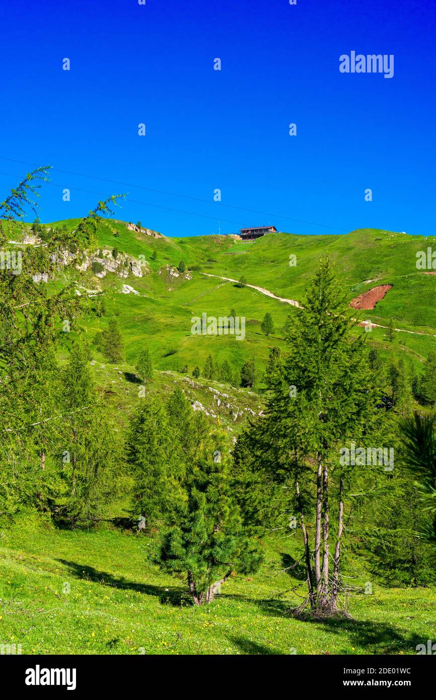 Alpine mountain flowers, blooming meadow with different herbs, Alps ...
