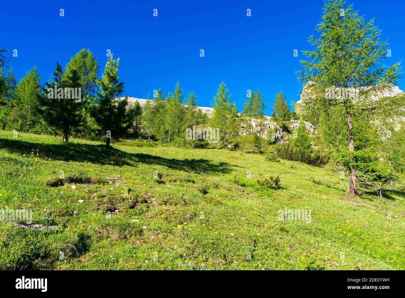 Alpine mountain flowers, blooming meadow with different herbs, Alps ...