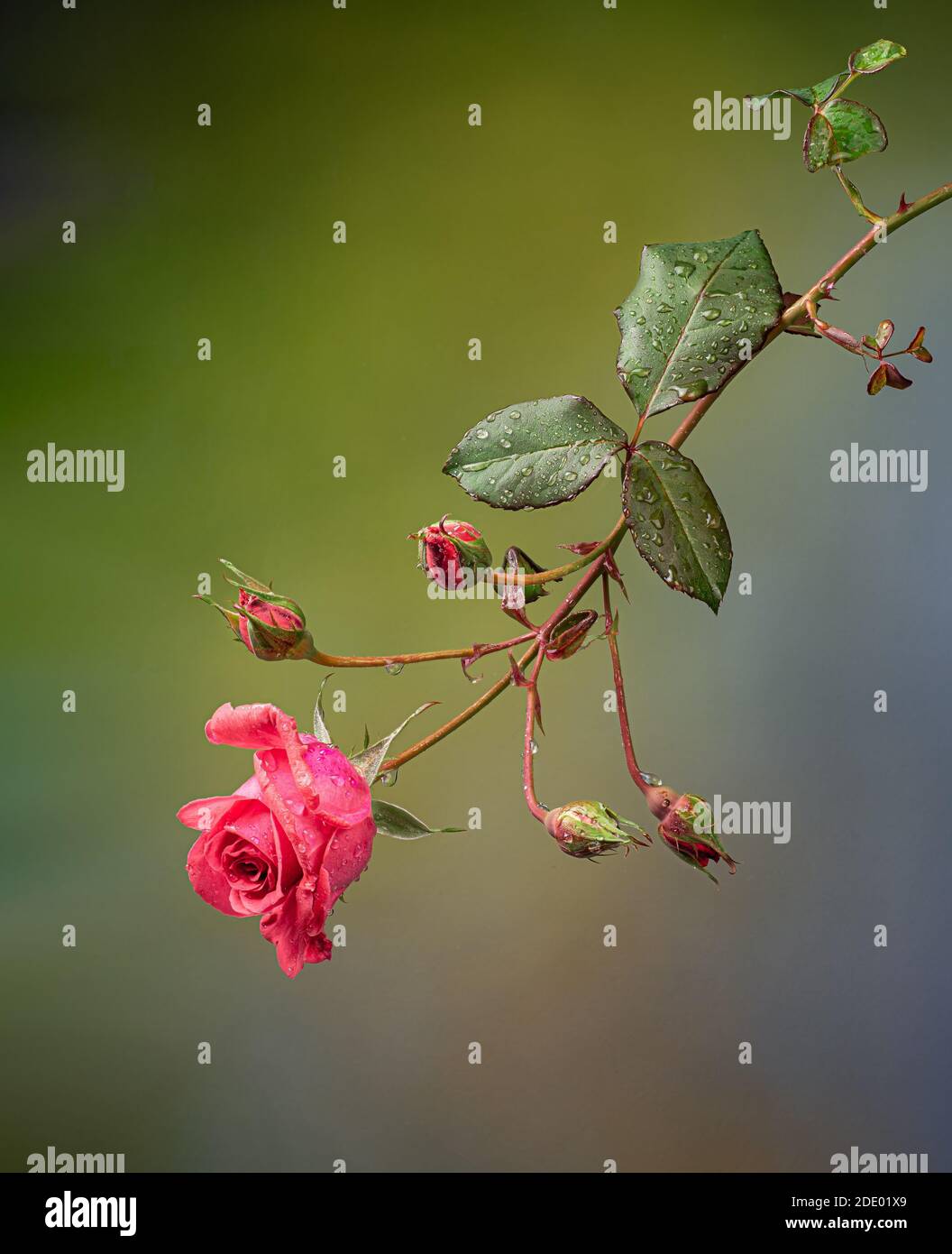 Virginia rose hi-res stock photography and images - Alamy