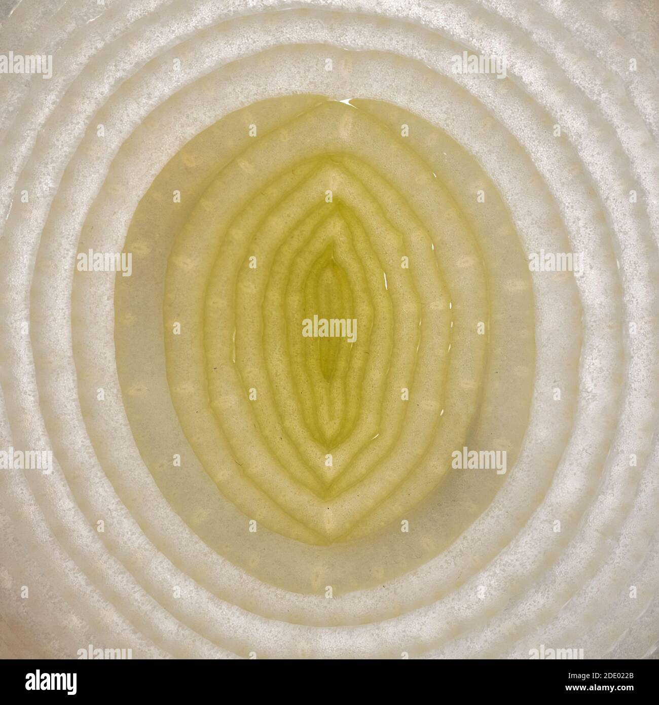 Cross section a leek hi-res stock photography and images - Alamy