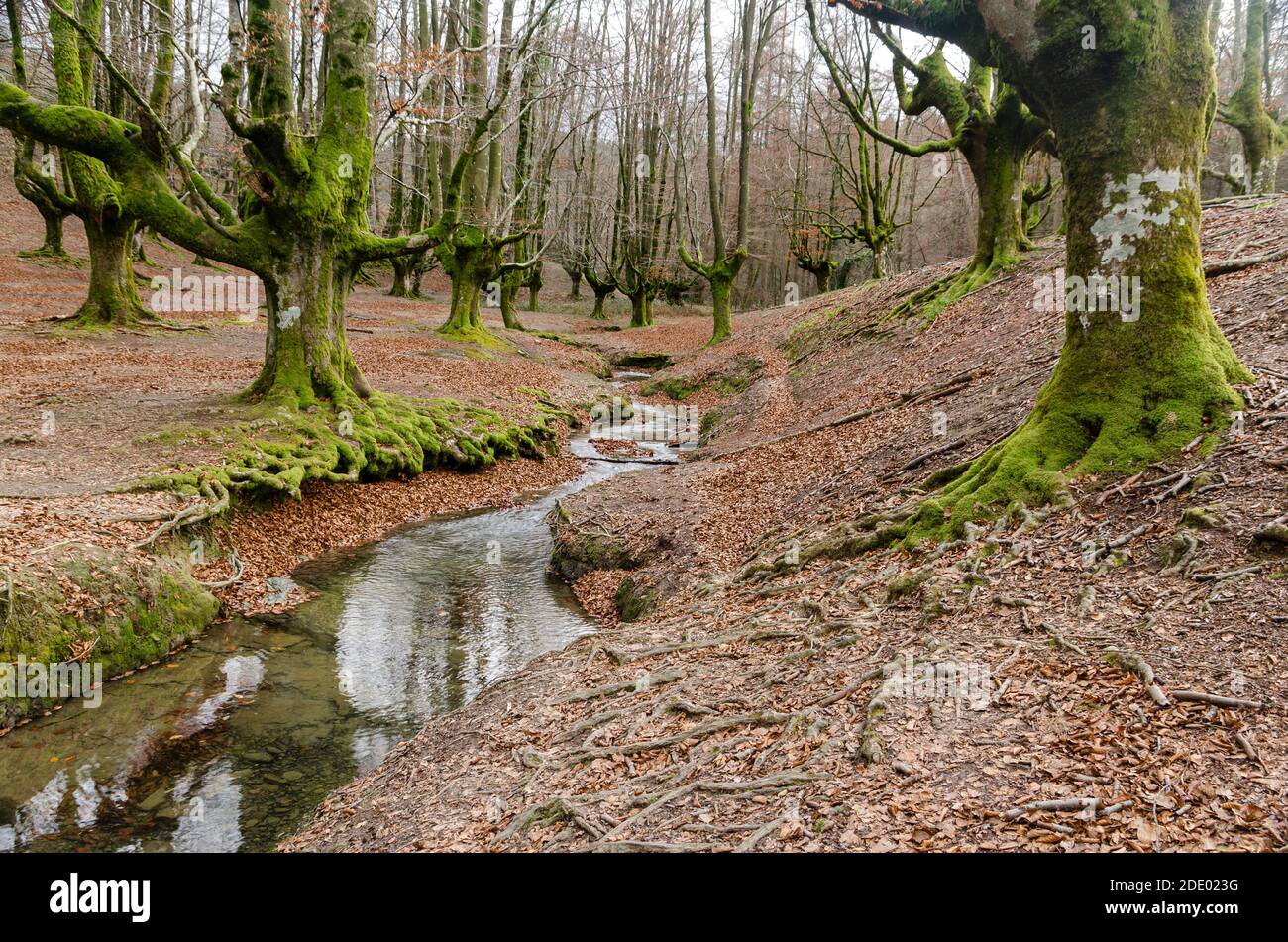 Autumn forest with stream running between centuries-old beech trees ...