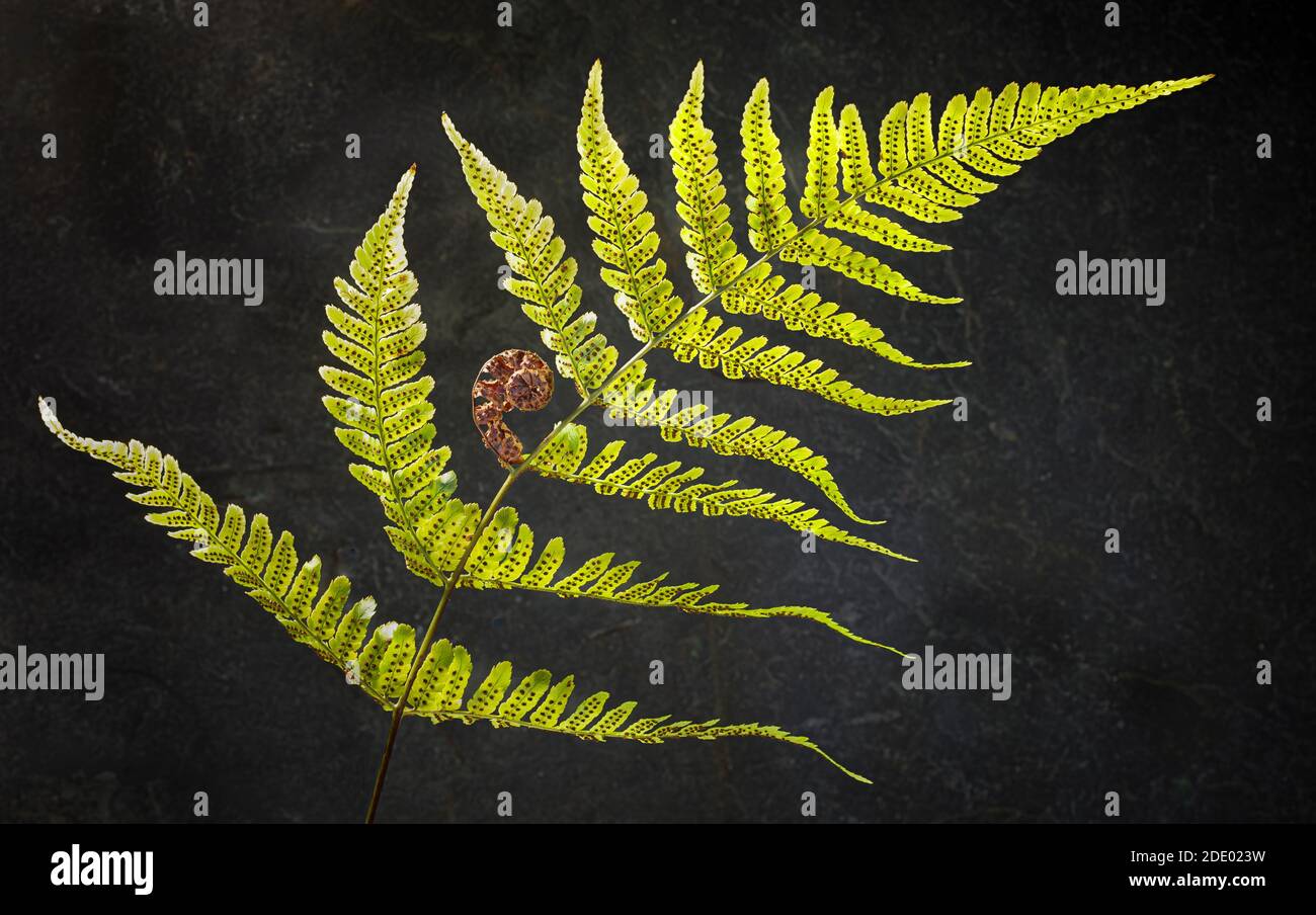 Spore reproduction hi-res stock photography and images - Alamy