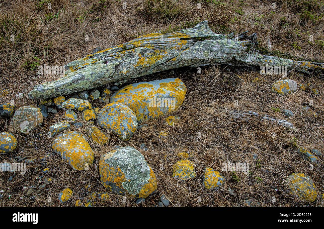 Lichen-covered rocks and driftwood near the shoreline of Kapiti Island ...
