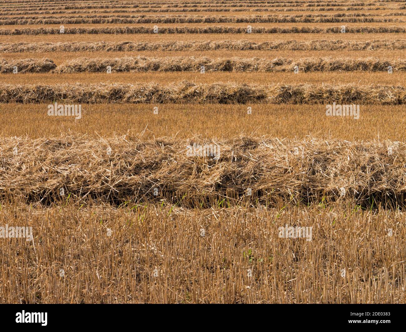 Straw lines in field Stock Photo - Alamy