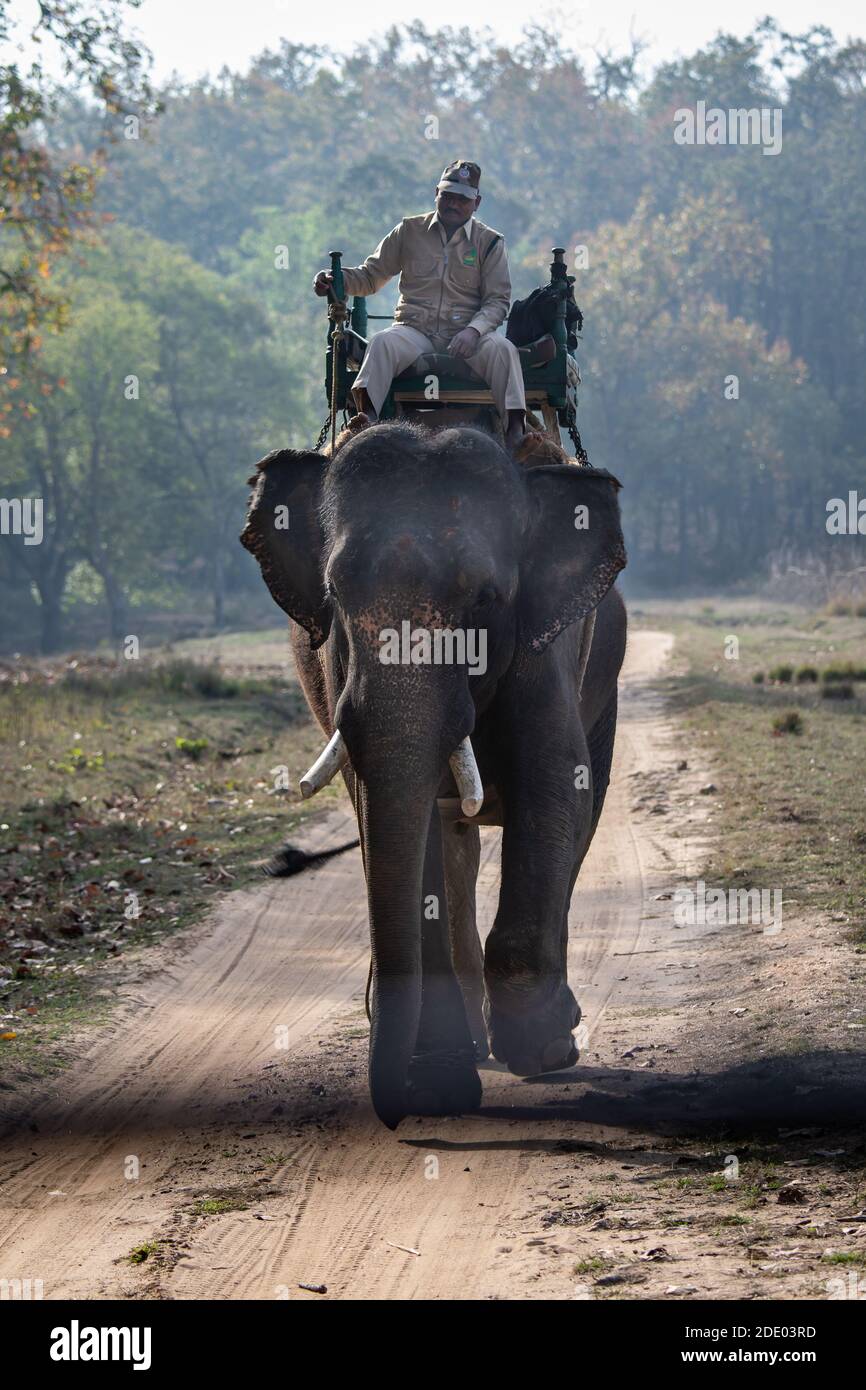 Asian elephant (Elephas maximus) works as a tiger patrol in some of ...
