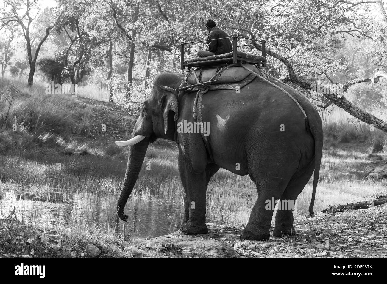 Asian elephant (Elephas maximus Stock Photo - Alamy