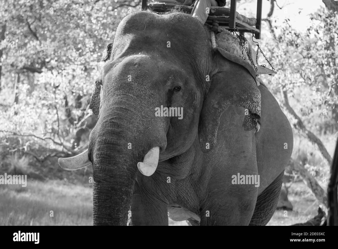 Asian elephant (Elephas maximus) work as a tiger patrol in India's ...
