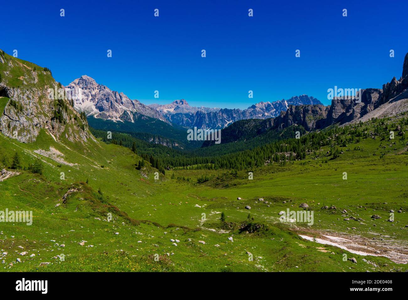 Small alpine flowers bloom in the valley of Passo Giau, Dolomites ...
