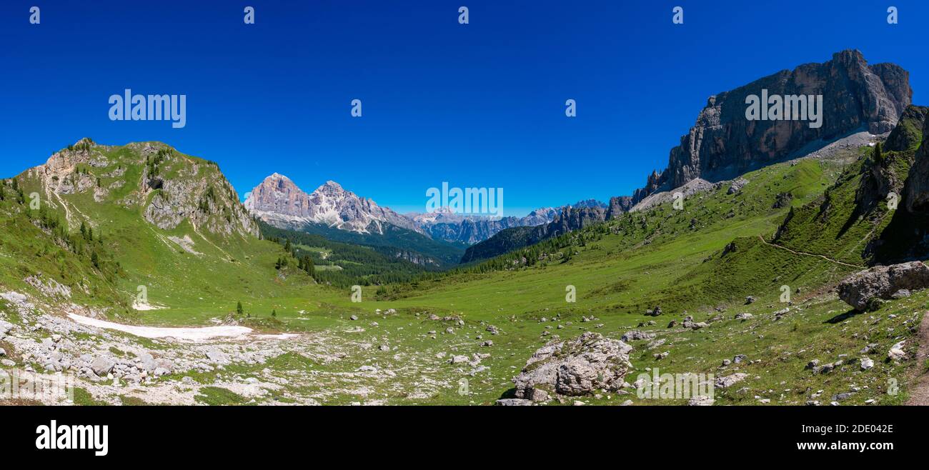 Small alpine flowers bloom in the valley of Passo Giau, Dolomites ...