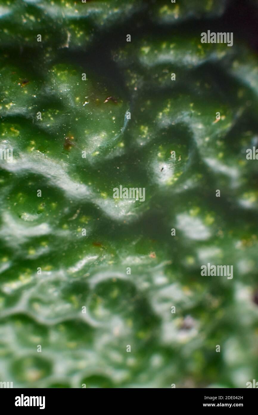 A vertical closeup shot of a bumpy green surface Stock Photo - Alamy