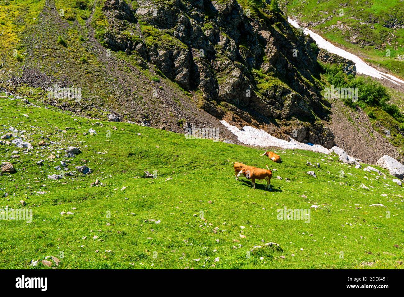 Cow on a succulent, Lucy green pasture land or grass in summer for ...