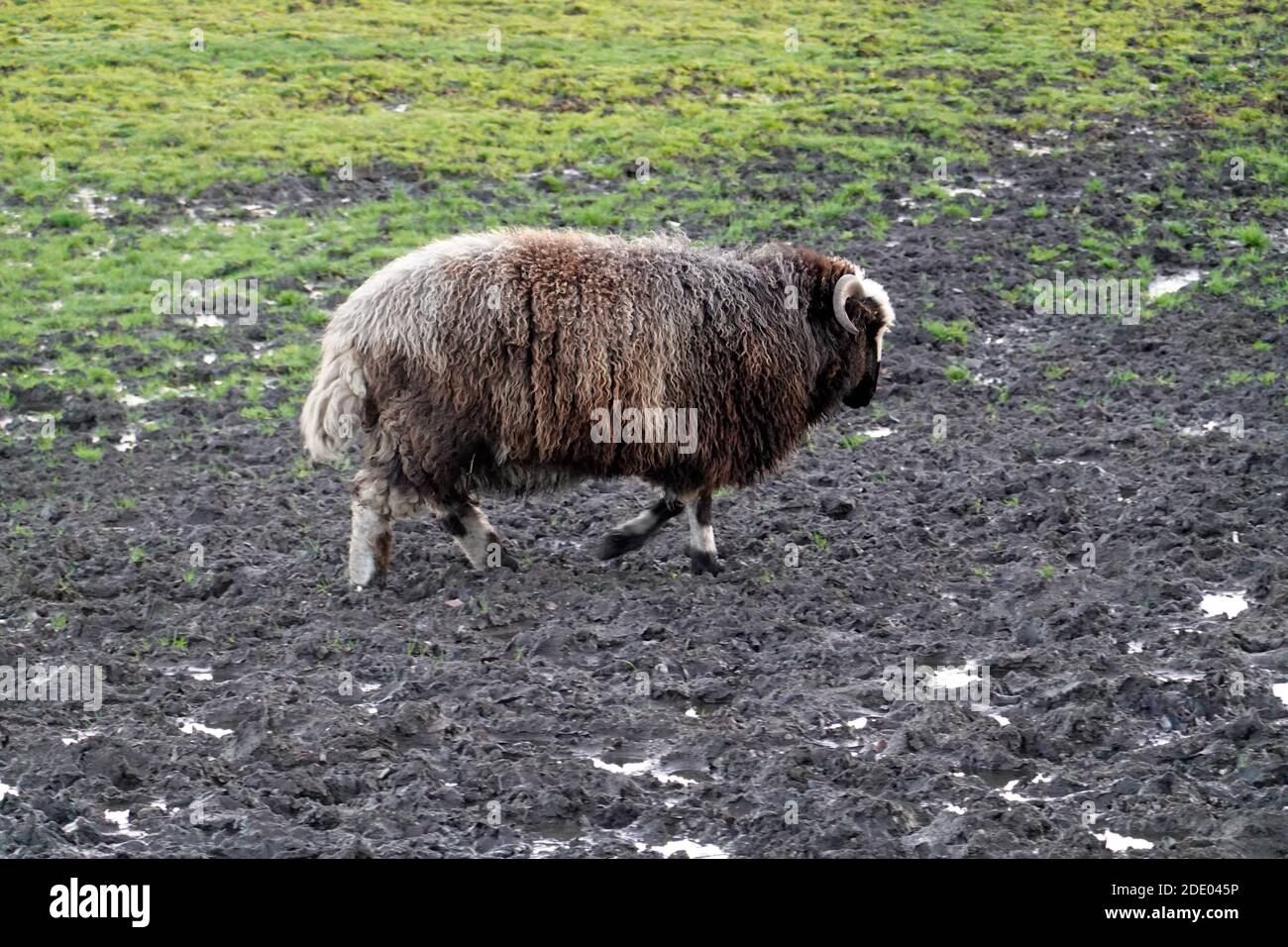 Sheep muddy field hi-res stock photography and images - Alamy