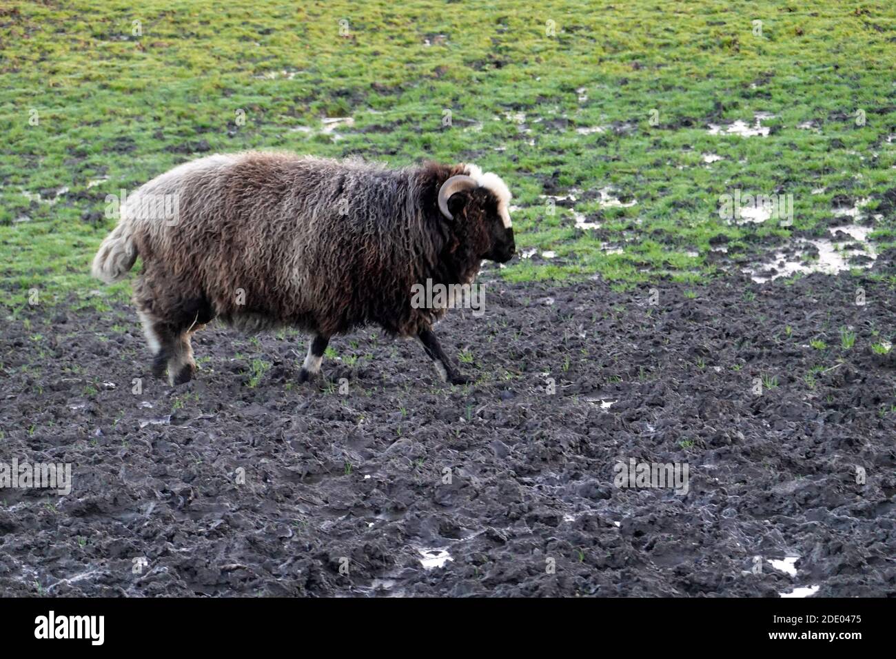 Sheep muddy field hi-res stock photography and images - Alamy