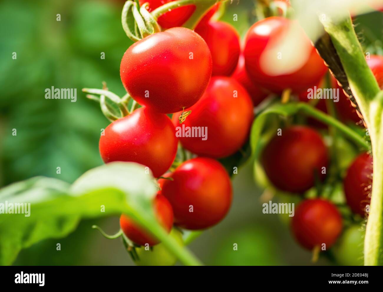 Ripe tomato plant growing in greenhouse. Fresh bunch of red natural ...