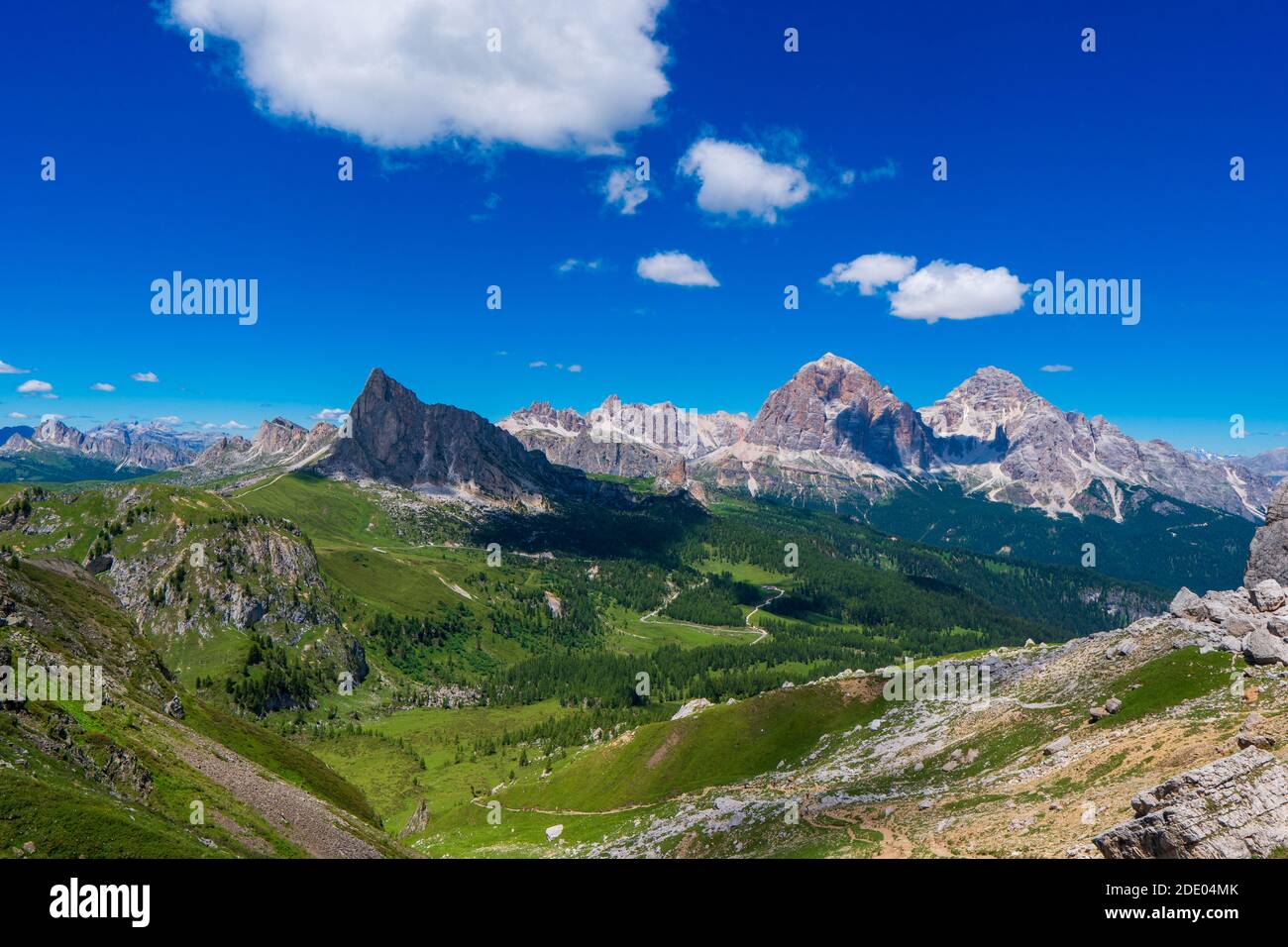 Mountain flowers in spring, dolomite italy Stock Photo - Alamy
