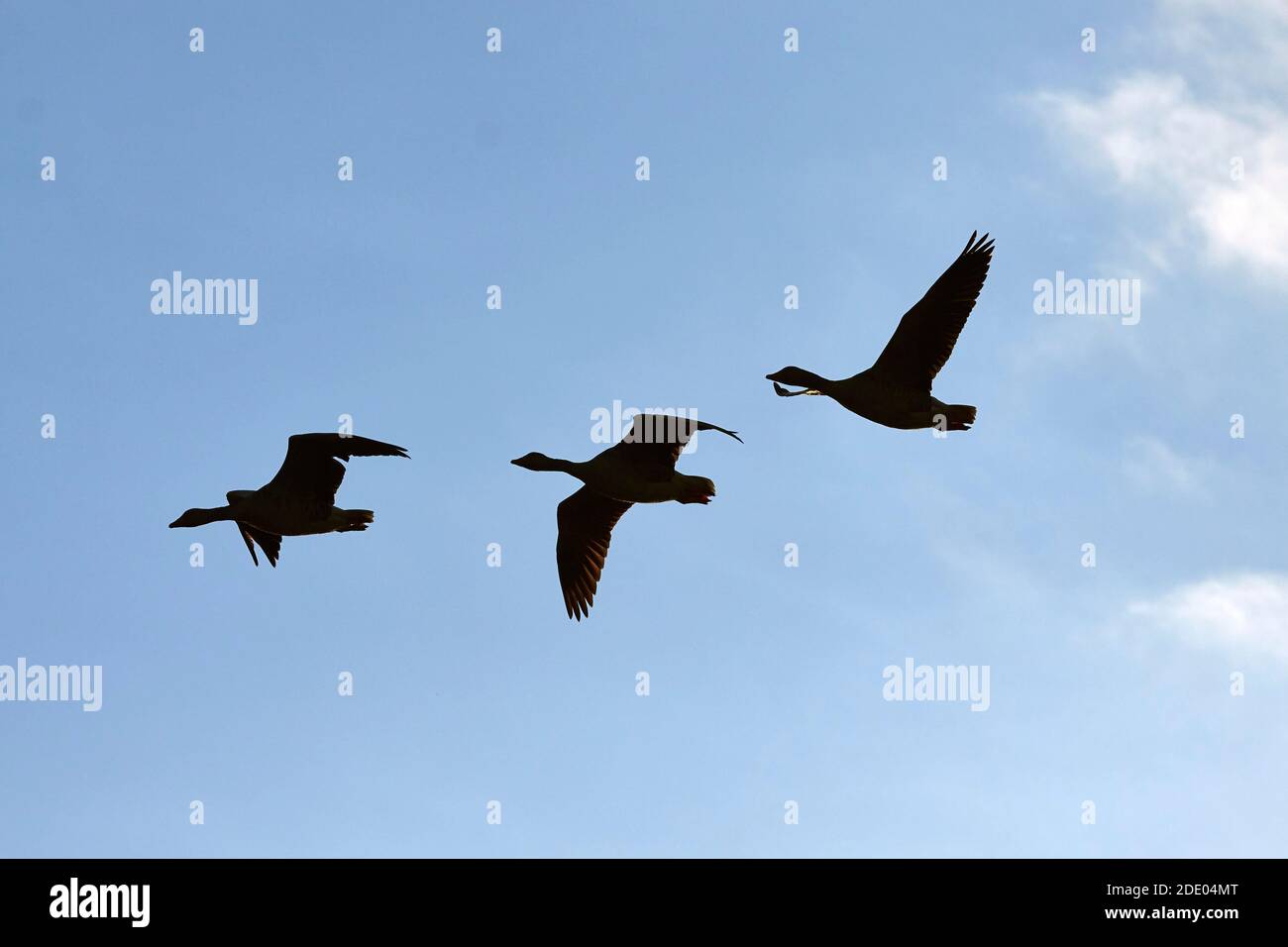silhouettes of wild geese flying against the blue sky Stock Photo - Alamy