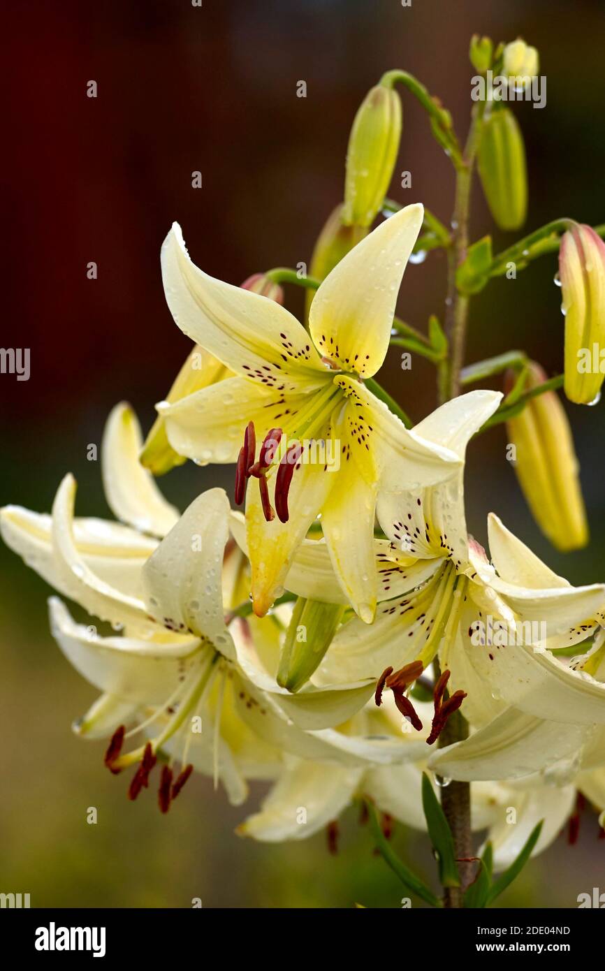 flowers of white tiger lily covered with water drops, Lilium Stock ...